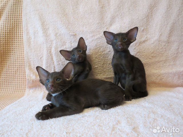 Ориентальные котята