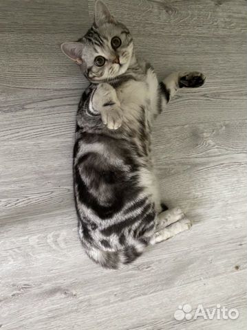 Кошка