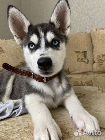 Сибирский хаски