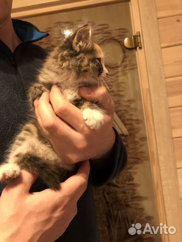 Котёнок серенький трехцветный