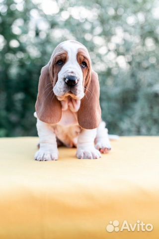 Щенок Бассет-хаунд