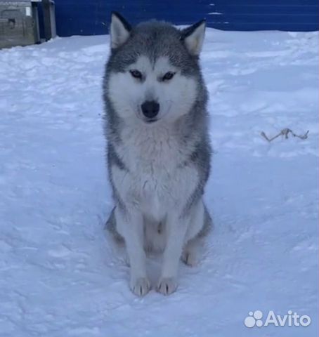 Фенотип Хаски