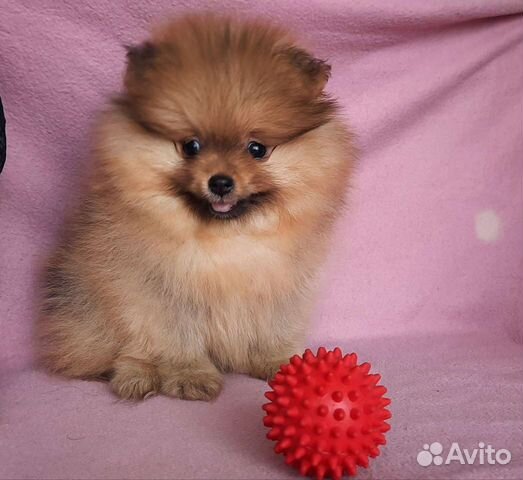 Домашние животные собаки