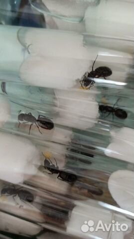 Матка муравья кампонотус Camponotus herculeanus