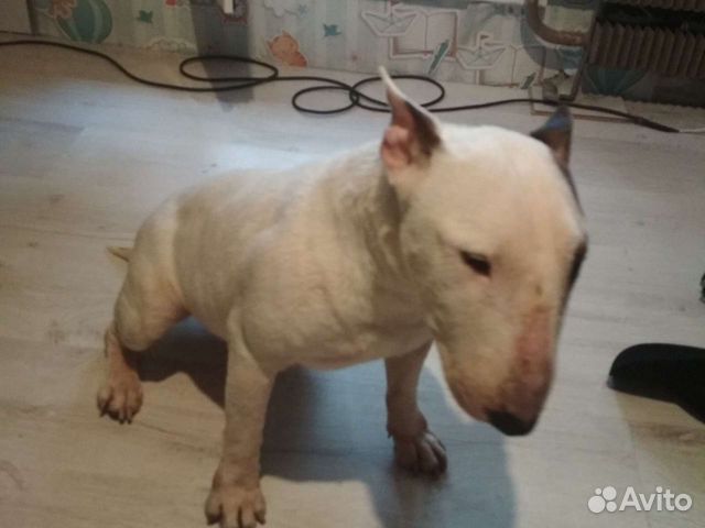 Миниатюрный бультерьер