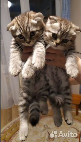 Продажа котят
