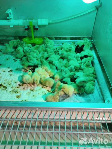 Перепела недельные