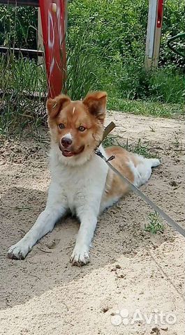 Метис Бордер колли в добрые руки