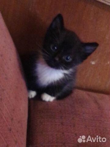 Котята в добрые руки бесплатно