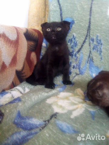 Британские котята