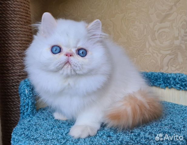 Чудо как хорош - гималайский малыш