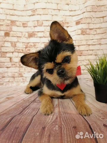 Собака маленькая порода