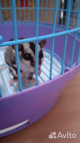 Белка летяга