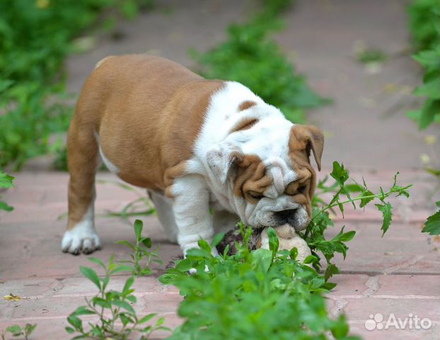 Щенок мальчик английского бульдога
