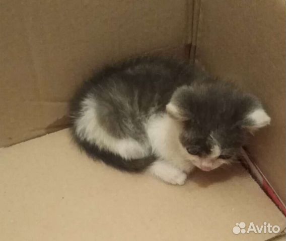 Котенок