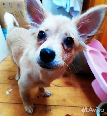 Чихуахуа в добрые руки