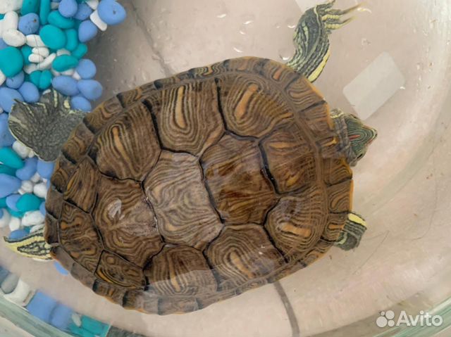 Черепаха бесплатно