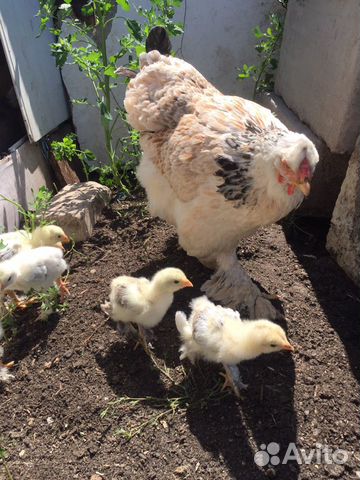 Цыплята брама