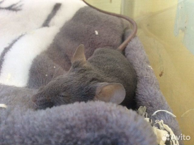 Декоративные мыши