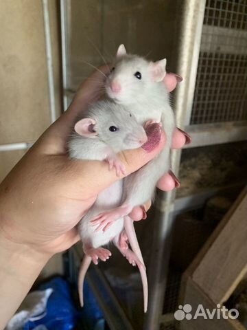 Крысята разные
