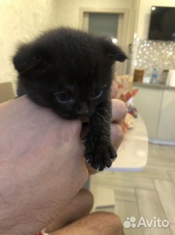 Котята манчкин нестандарт