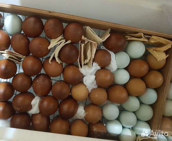 Цыплята Маран,Амераукан,Пасхальные цыплята