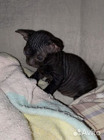 Канадский сфинкс