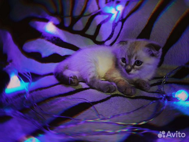 Шотландская вислоухая кошка