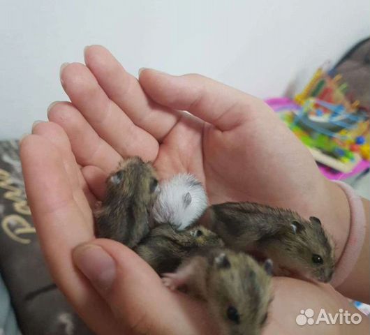 Джунгарский хомяк