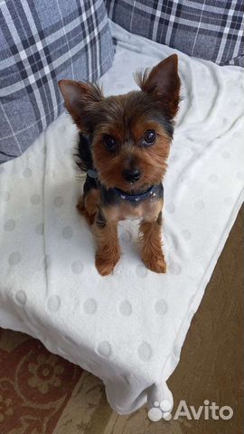 Йоркширский терьер бэби фэйс вязка