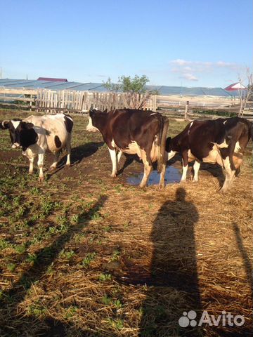 Продам дойных коров