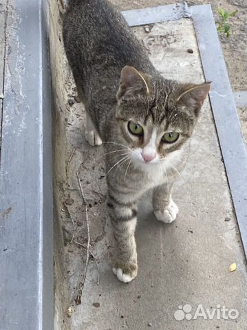 Котятик в добрые руки