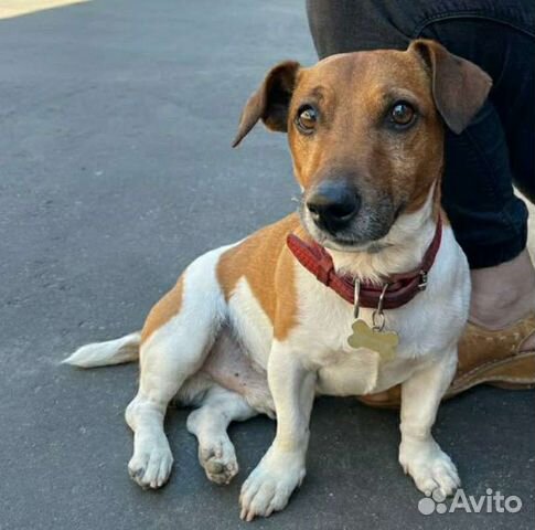 В добрые руки Джек Рассел Терьер