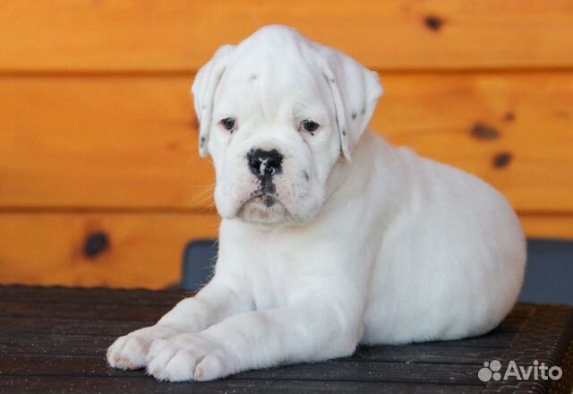 Щенок немецкого боксёра