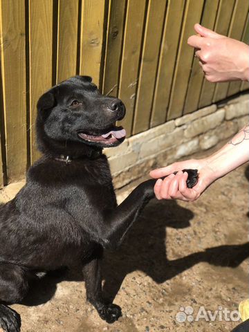 Метис шарпея в дар