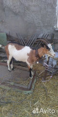 Коза