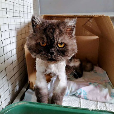 Экзотическая, шикарный Морис в добрые руки, кастри