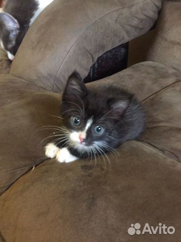 Котенок 1 месяц