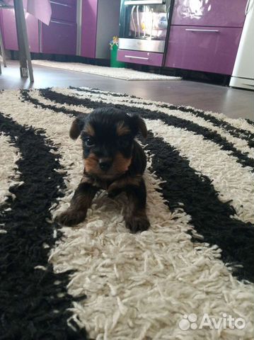 Щенки йорка мини