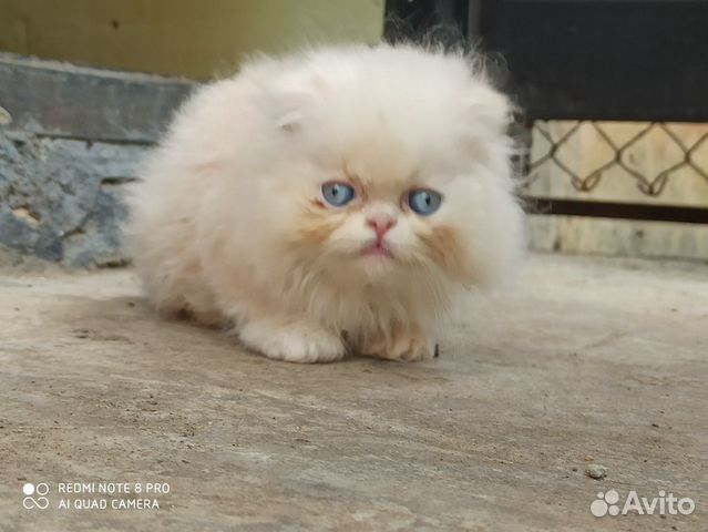 Персидский кот