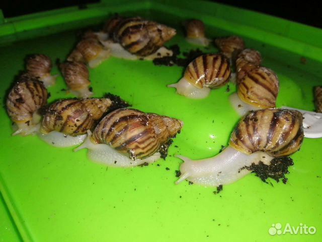 Улитки ахатины альбино