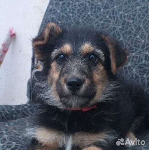 Щенок, 1,5 месяца