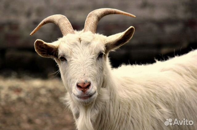 Коза с козлятами