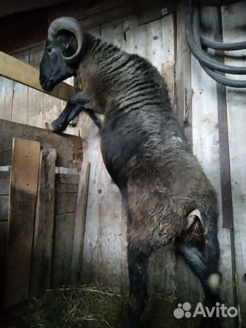 Баран на айт, 10т.р 35кг. как минимум