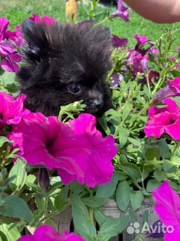 Шпицедетки