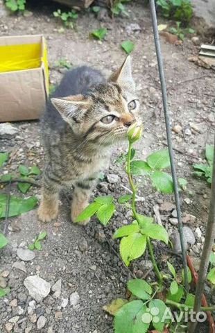 Милый котенок Ксюша в дар