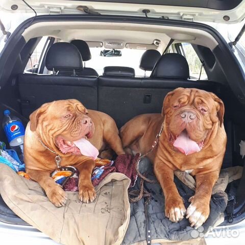 Французский мастиф