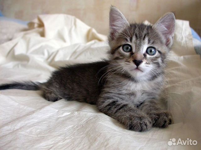 Котенок в добрые руки