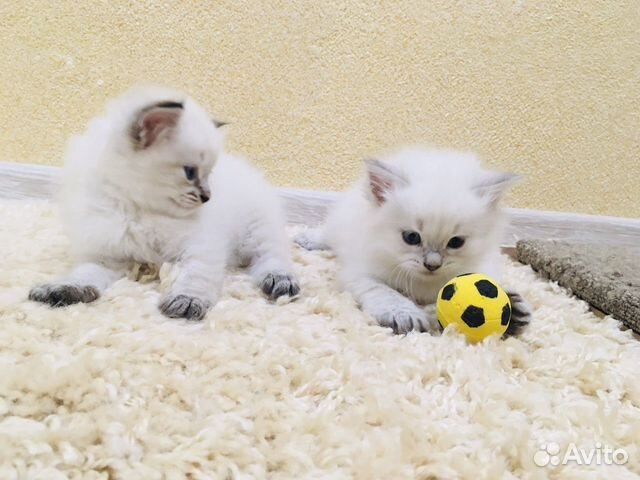 Невские маскарадные котики