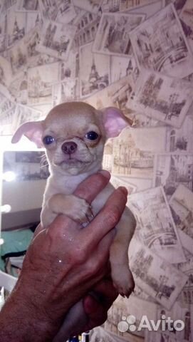 Чишка-мальчишка